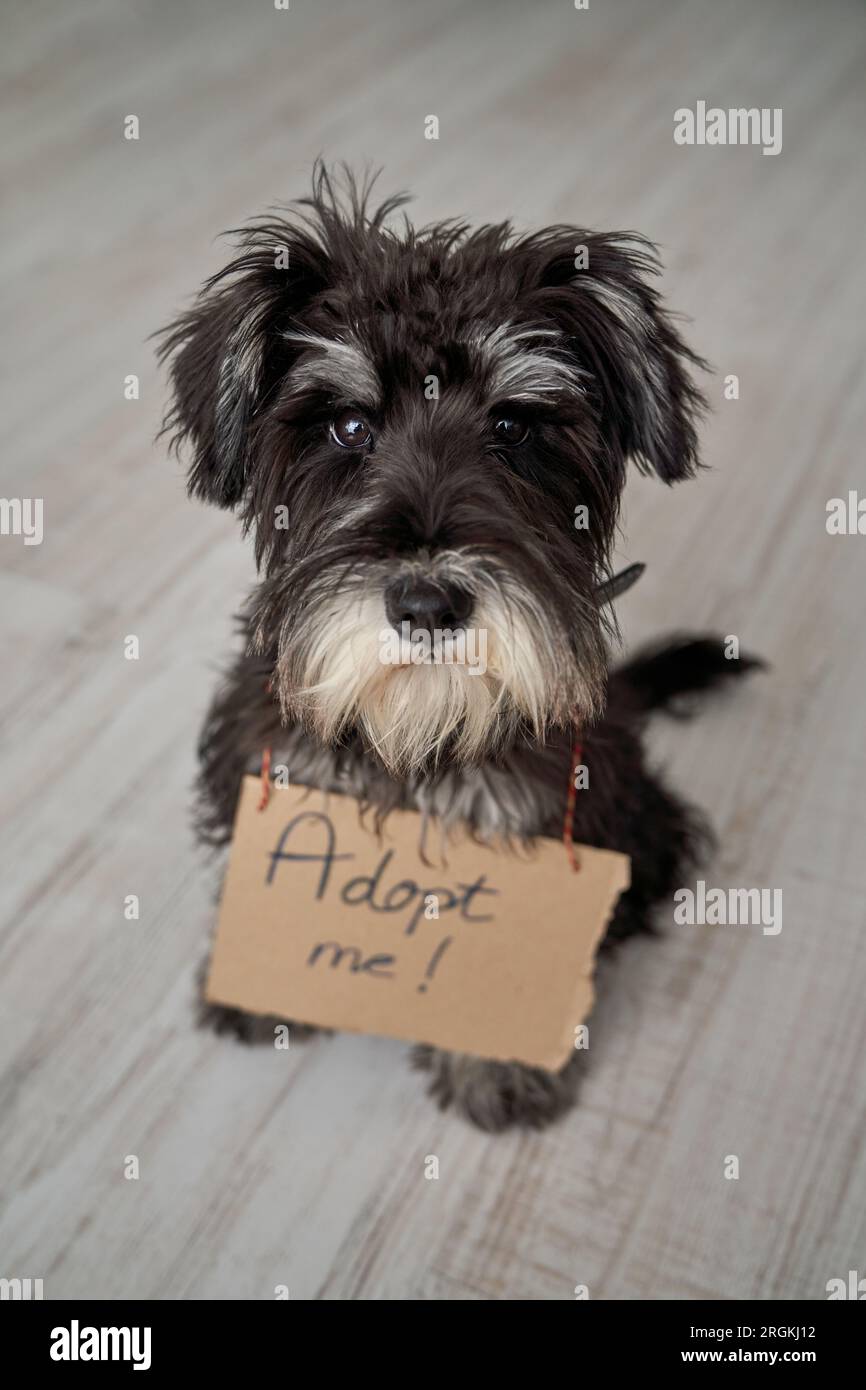 High angle of adorable Miniature Schnauzer dog with cardboard signboard ...