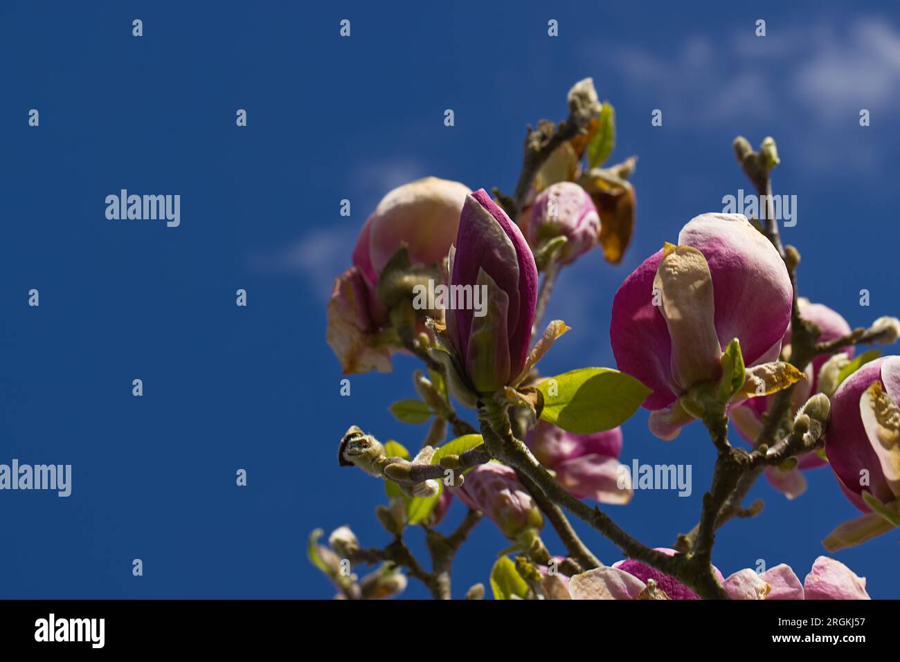 Magnolia tree in summer magnolia hi-res stock photography and images ...