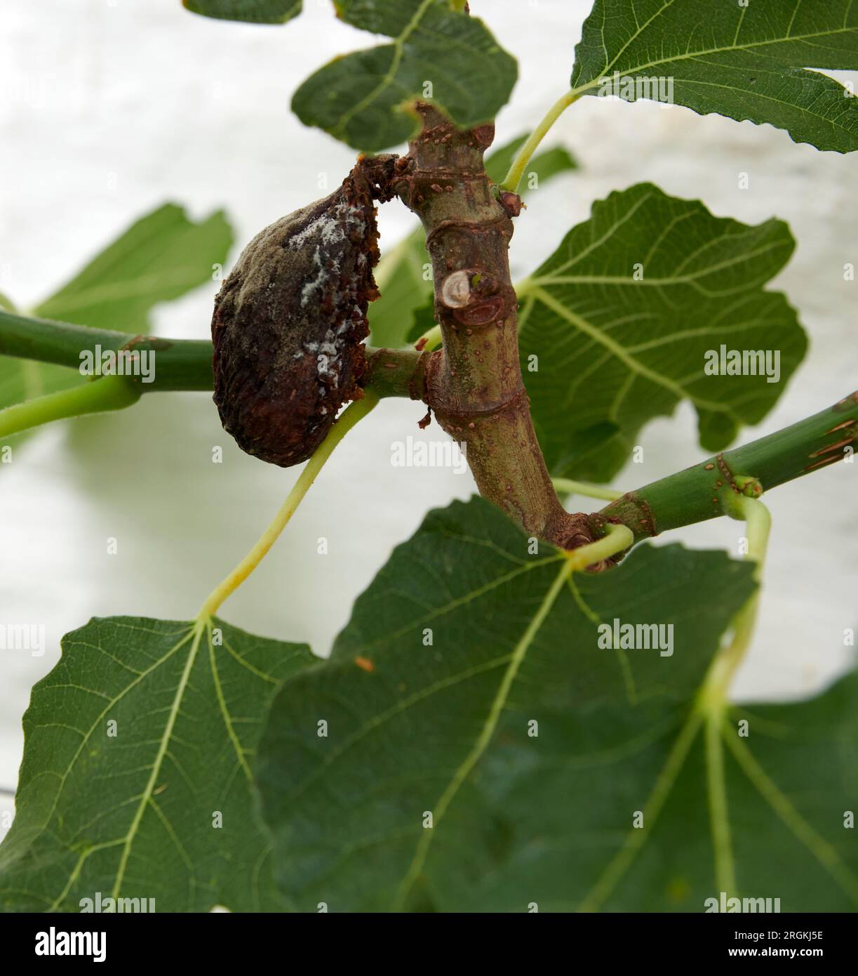 Fruit of the Fig (Ficus carica)rotting on the plant, Alternaria rot is ...