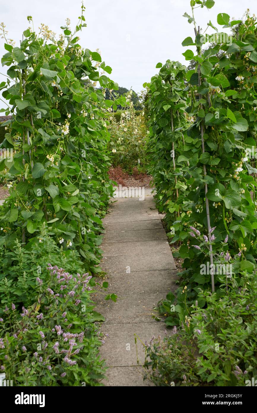 Runner Beans (phaseolus coccineus) growing over bamboo canes in a ...