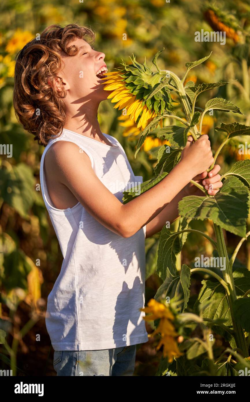 Tall sunflower boy hi-res stock photography and images - Alamy