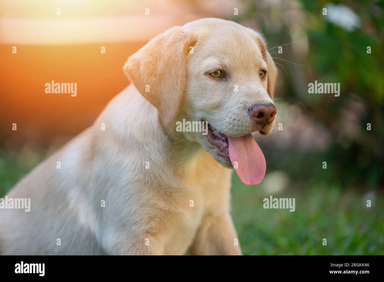Portrait of labrador puppy with tongue out on blurred garden background ...