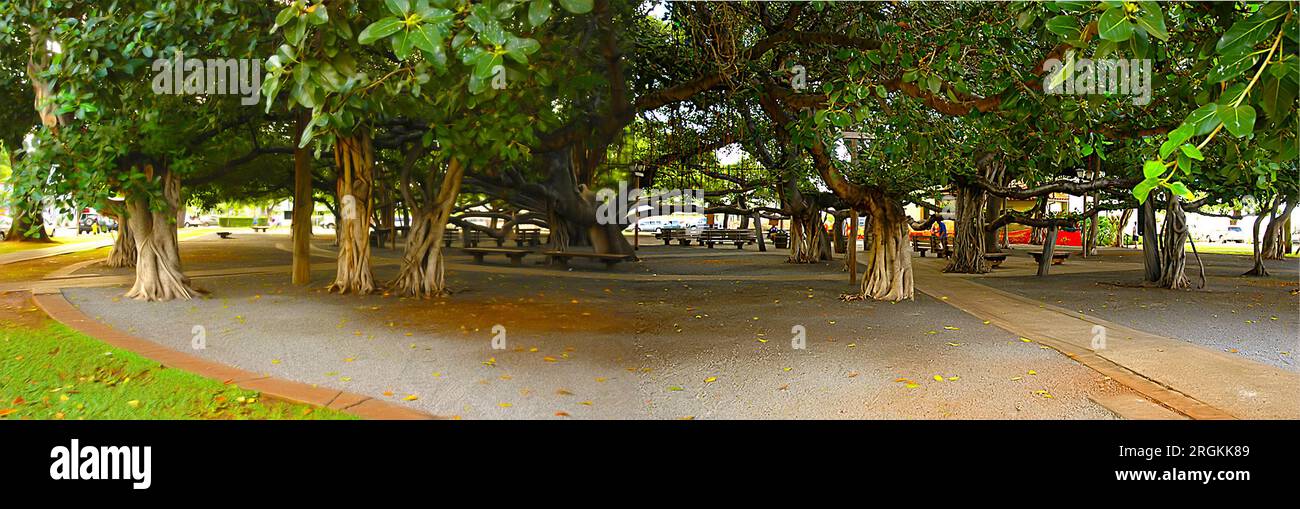 The historic Banyan Tree at Lahaina, Hawaii Stock Photo - Alamy