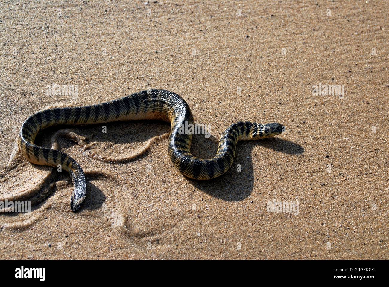 Poisonous sea snake Lapemis curtus at beach of Kunkeshwar taluka Devgad ...
