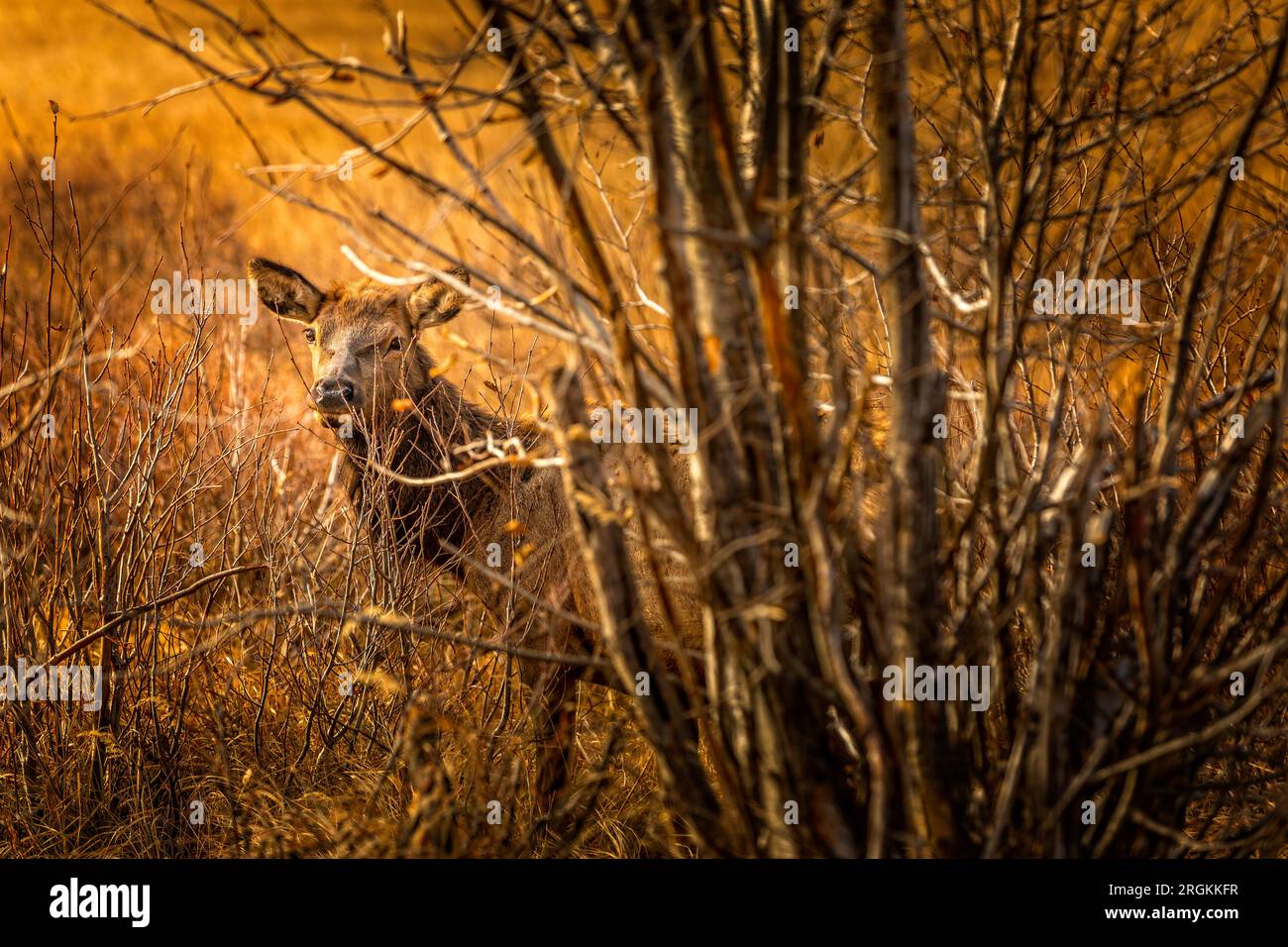 Hiding behind bushes hi-res stock photography and images - Alamy
