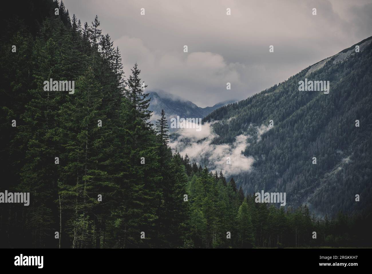 Green mountain, trees on the mountain in between fog Stock Photo - Alamy