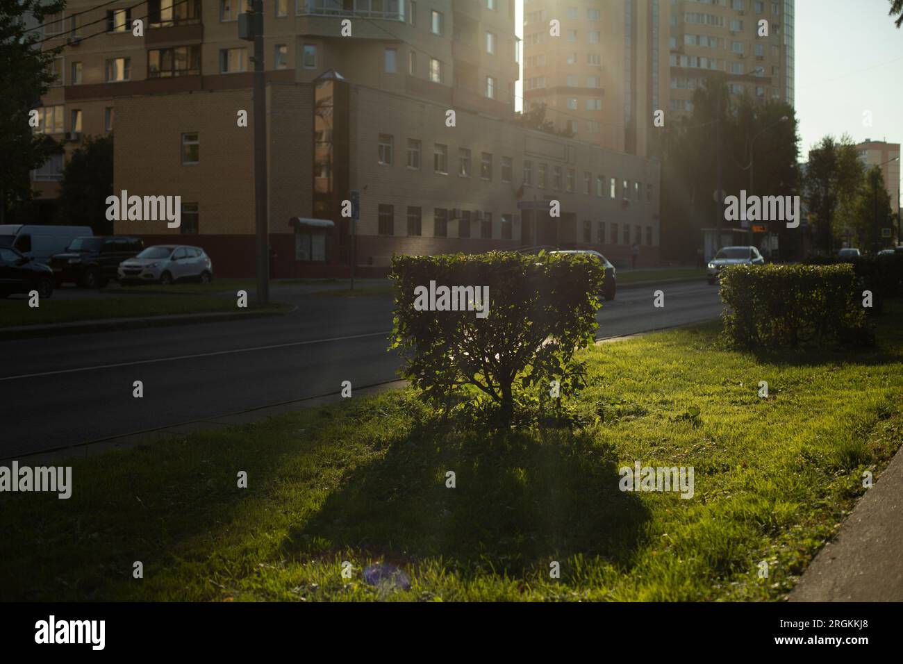 Bushes in city. Plants on street. Shrub and lawn. Sunlight on grass ...