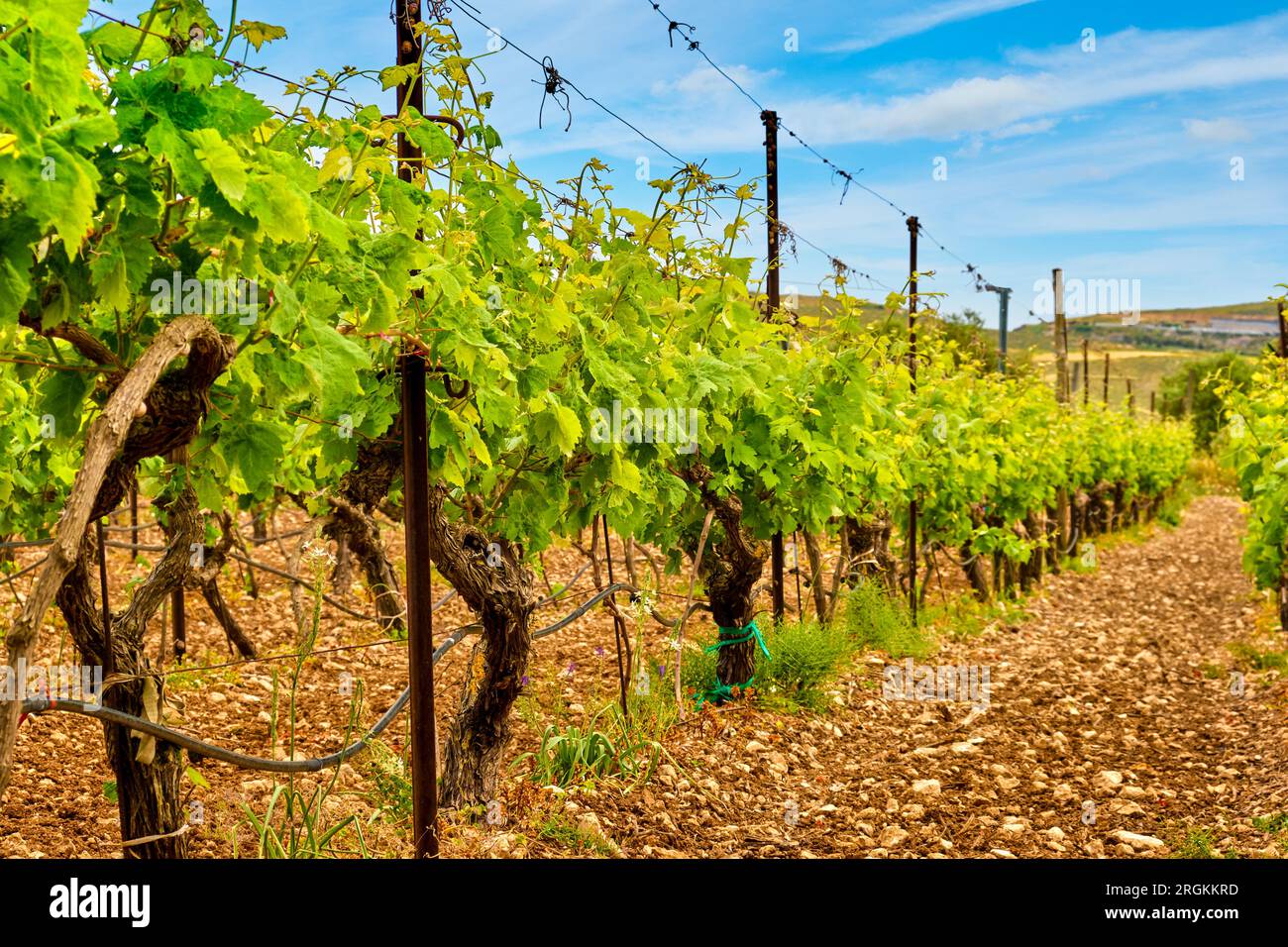 Grape vineyard mountains greece hi-res stock photography and images - Alamy