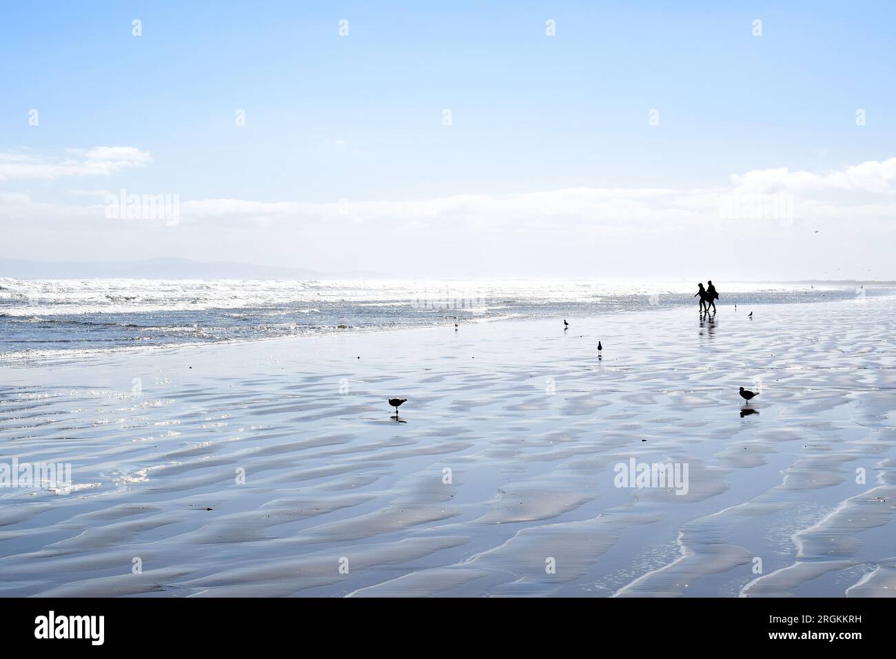 Silhouettes of a surfer couple walking into the Pacific Ocean with ...