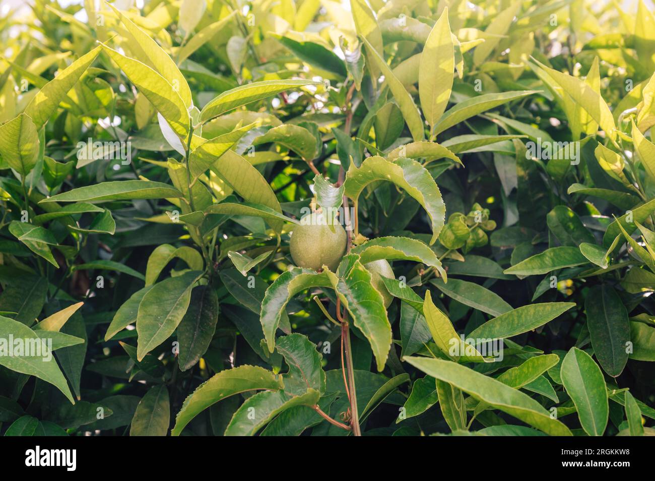 Passion fruit maracuja growing on the tree in the garden, beauty summer ...