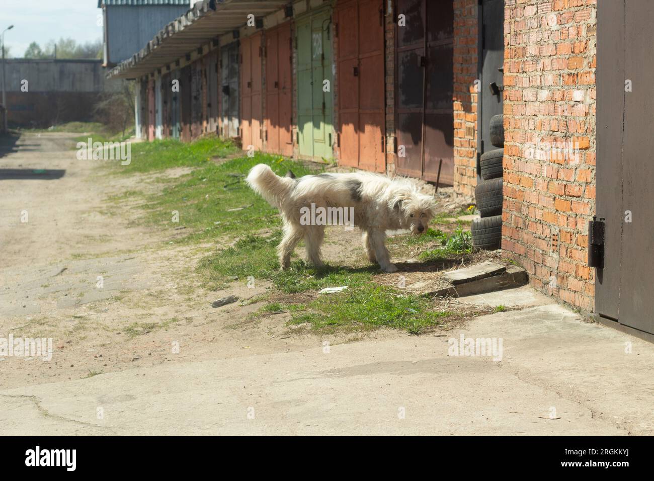 Dog on street. Stray animal. Pet was lost. Animal in town Stock Photo ...