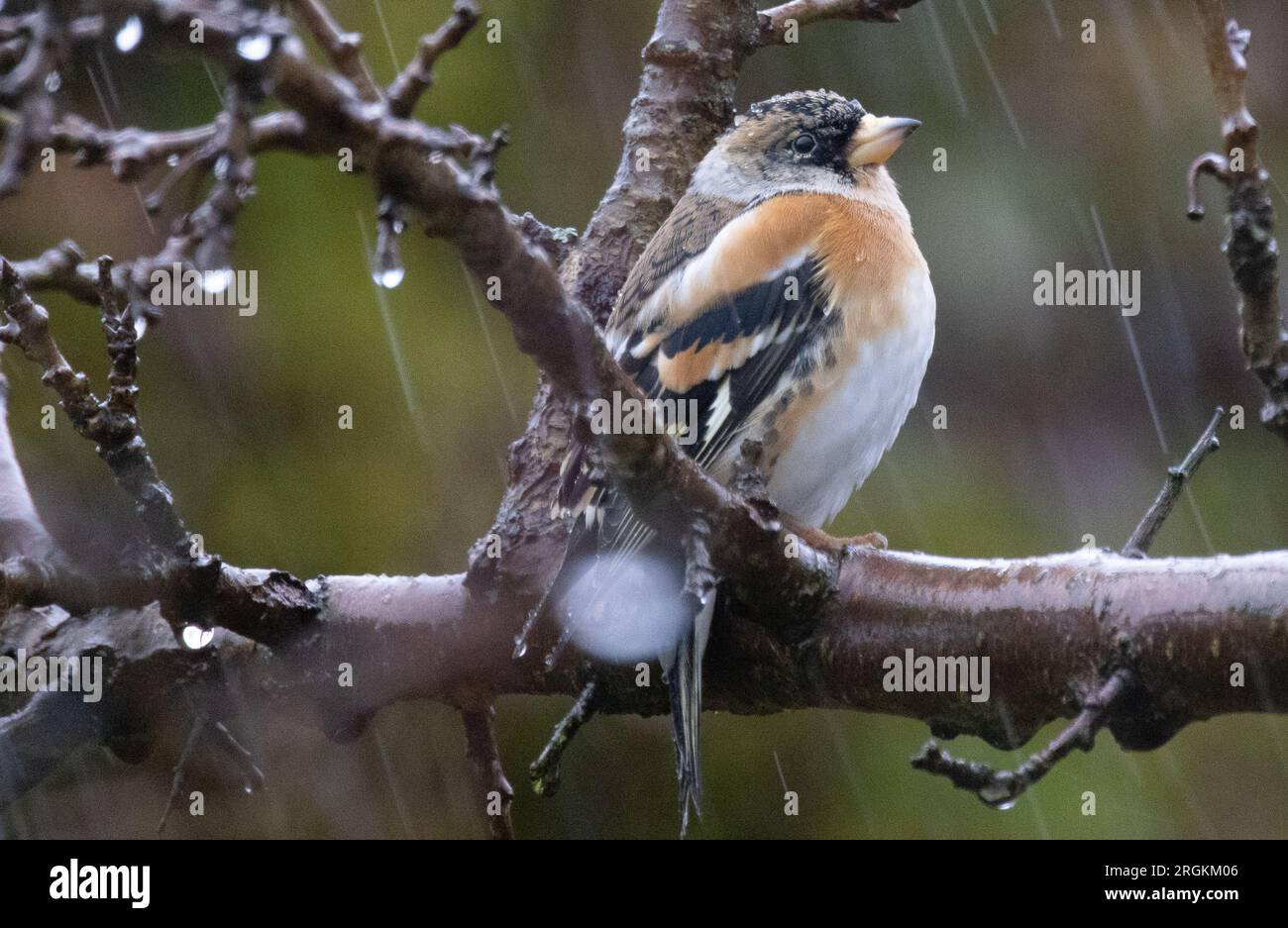 A birch finch in rainy weather in Bergen, Norway Stock Photo - Alamy