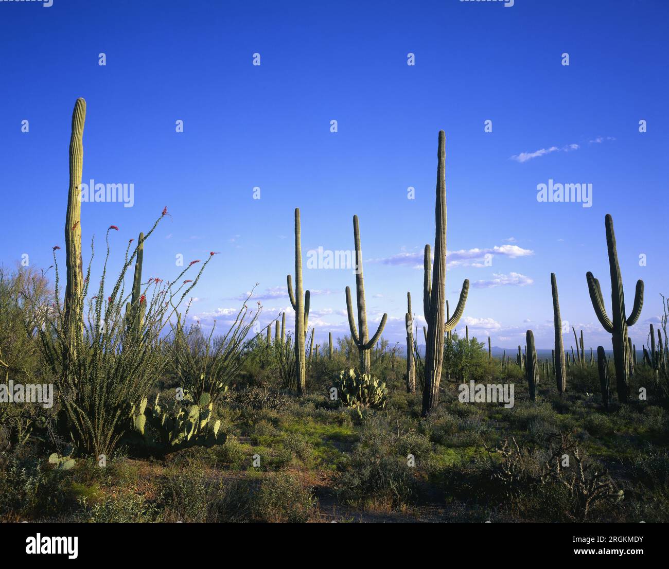 Saguaro national park west in arizona hi-res stock photography and ...