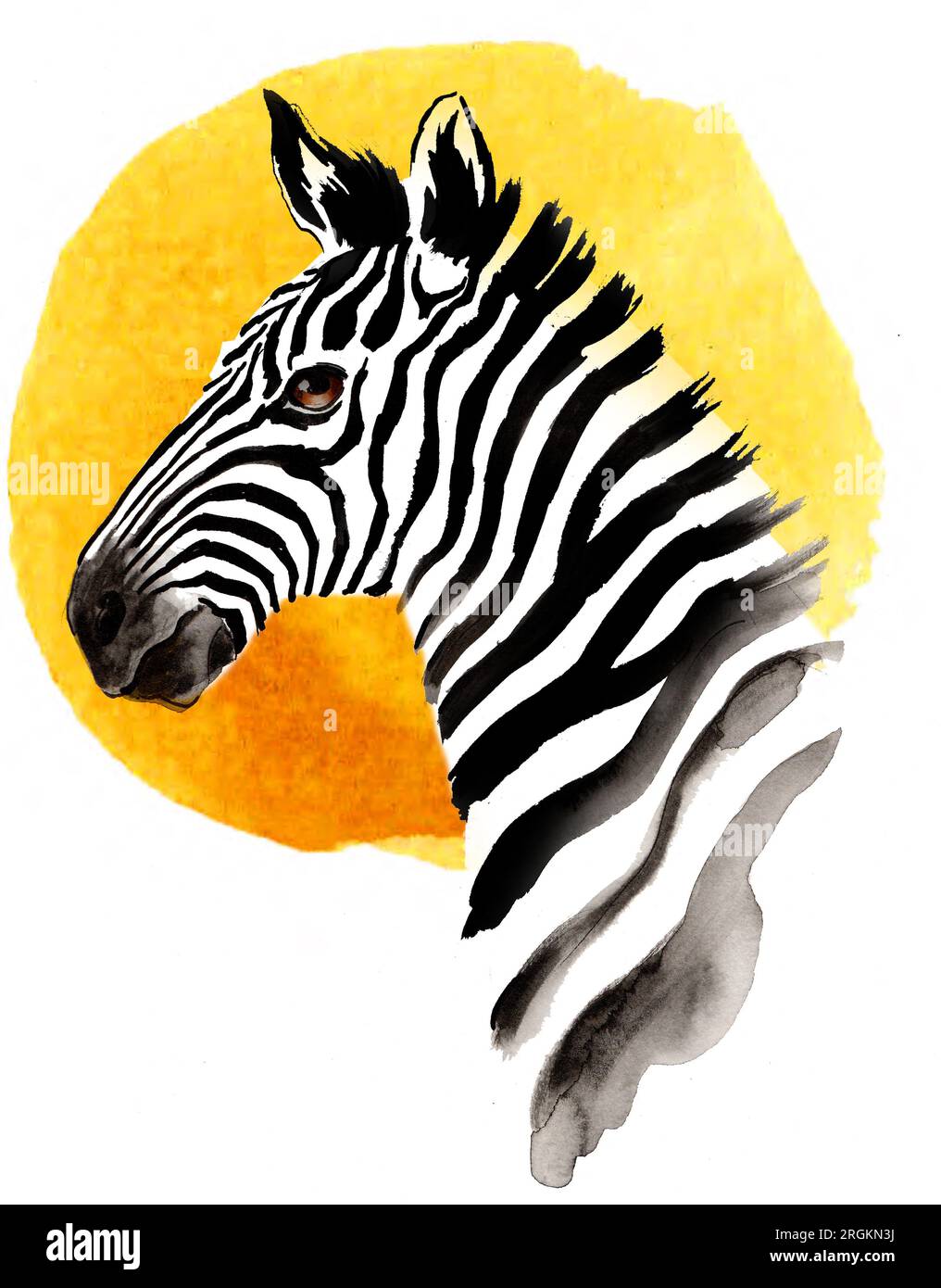 Zebra head. Hand-drawn watercolor painting Stock Photo - Alamy