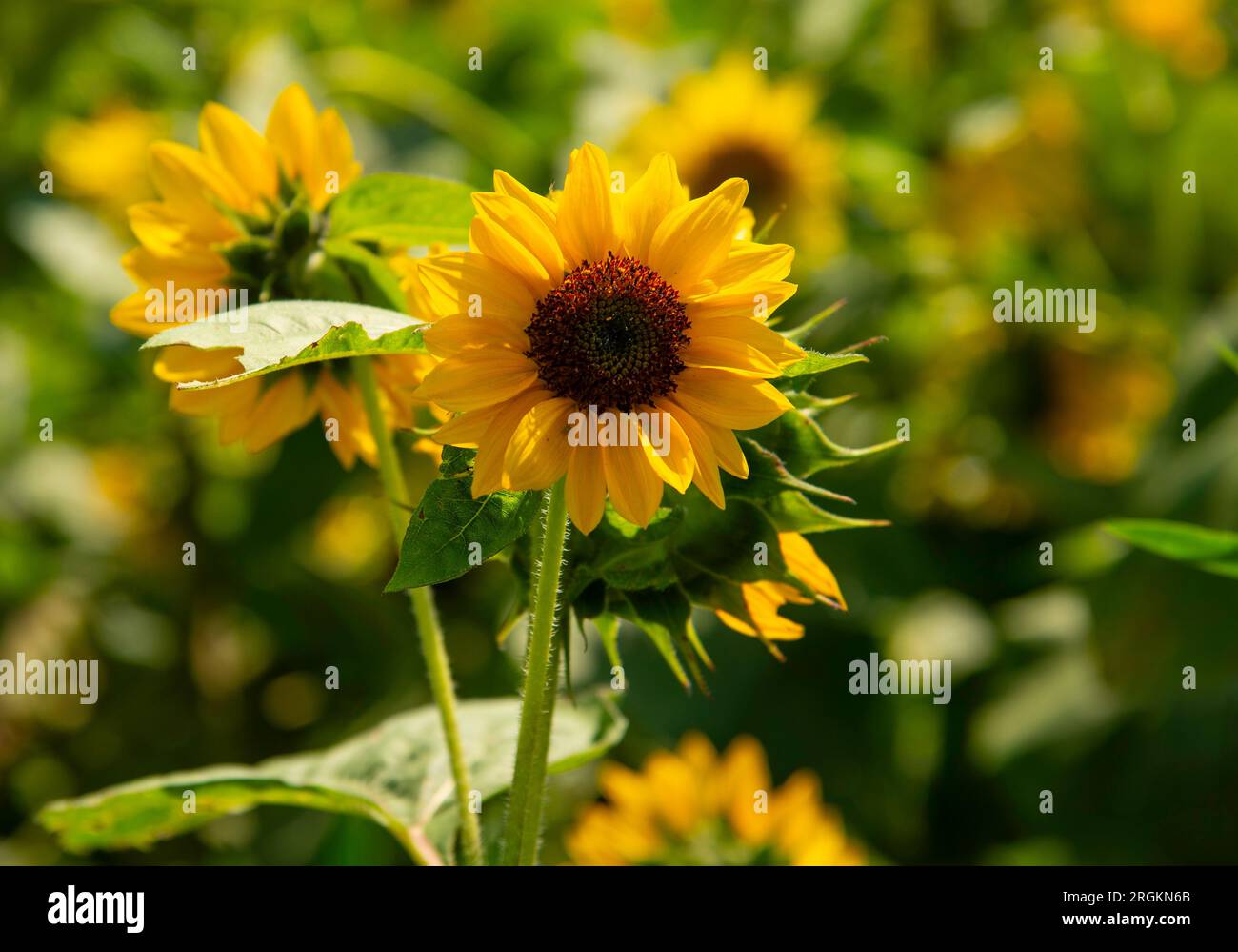 Sunflowers growing in field for harvesting Stock Photo - Alamy