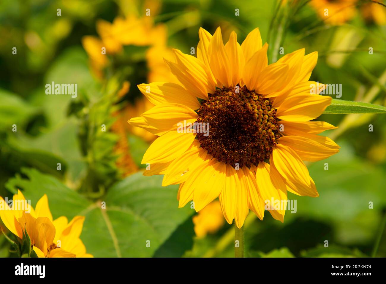 Sunflowers growing in field for harvesting Stock Photo - Alamy