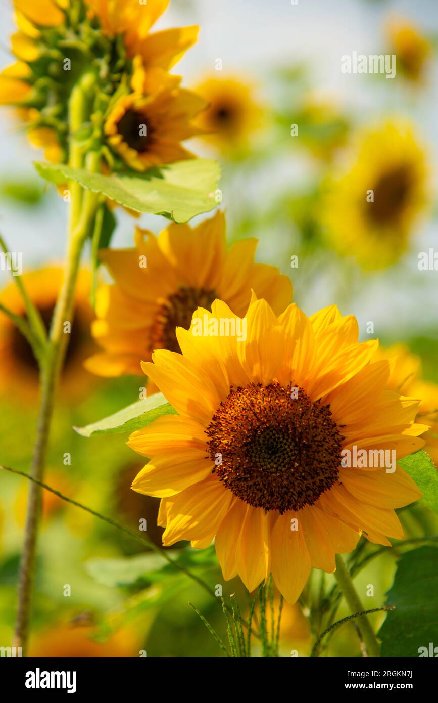 Sunflowers growing in field for harvesting Stock Photo - Alamy