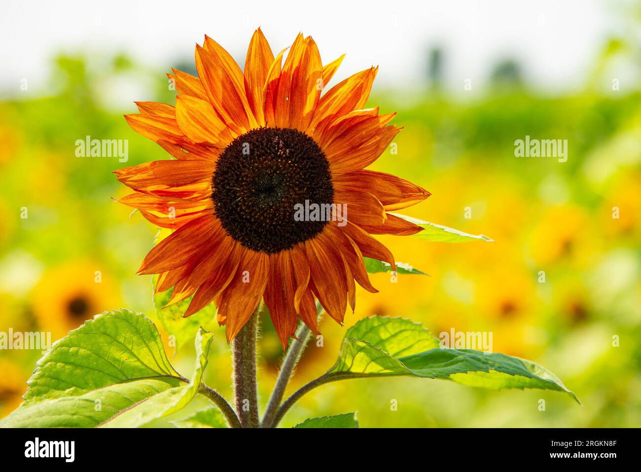 Sunflowers growing in field for harvesting Stock Photo - Alamy