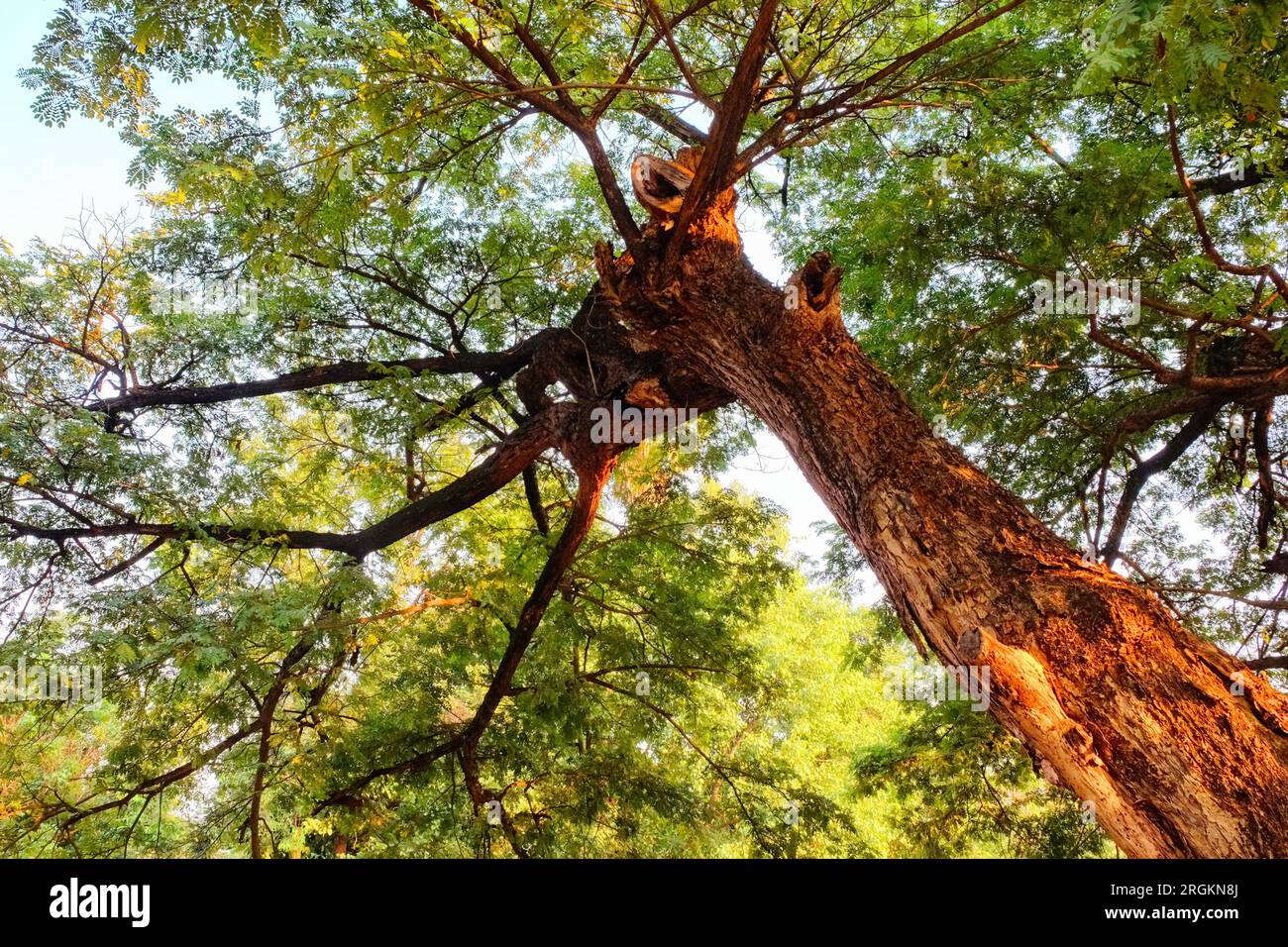 The trunk and branching crown of an acacia tree Stock Photo - Alamy