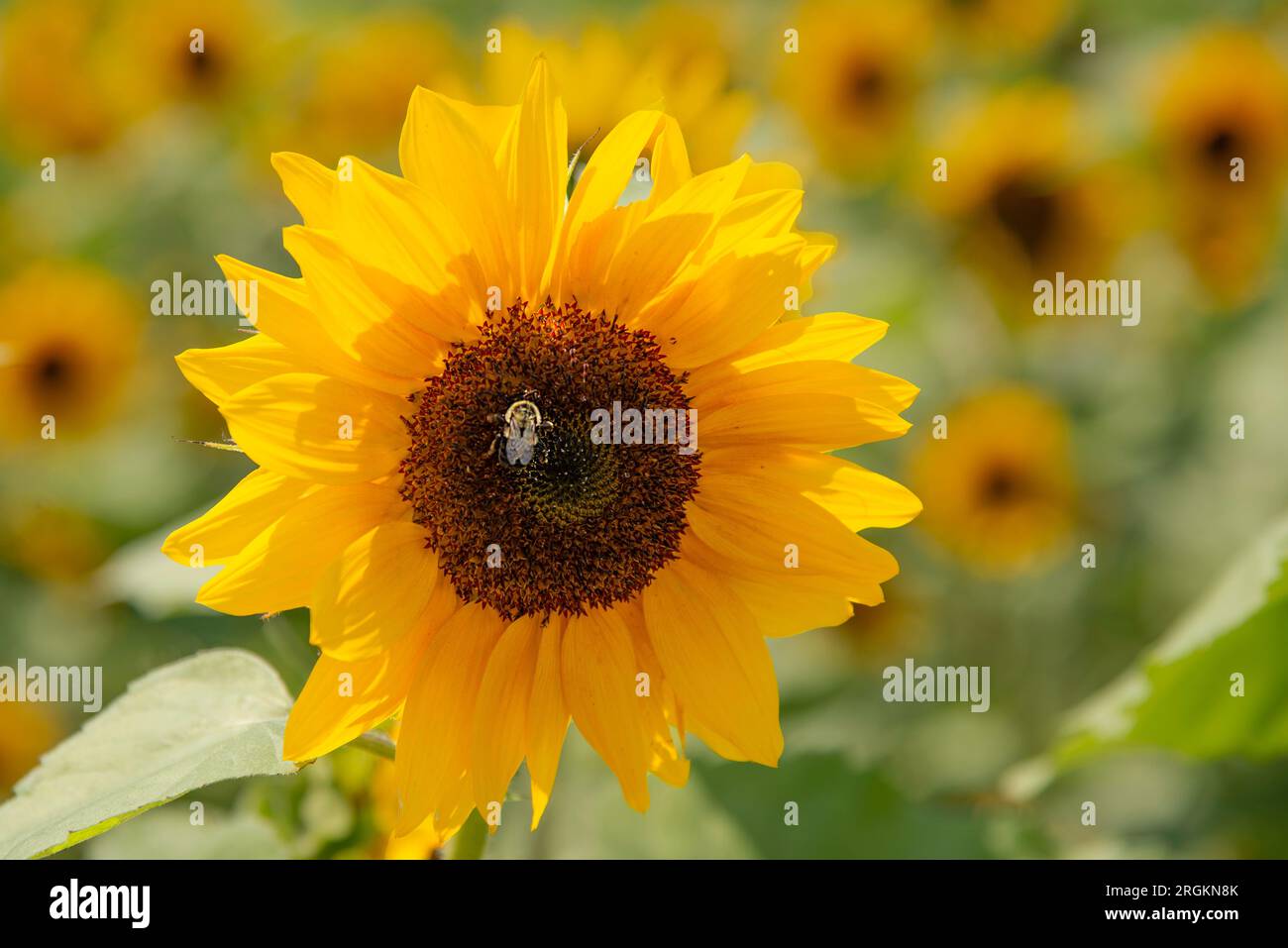 Sunflowers in field being pollinated by bees Stock Photo - Alamy