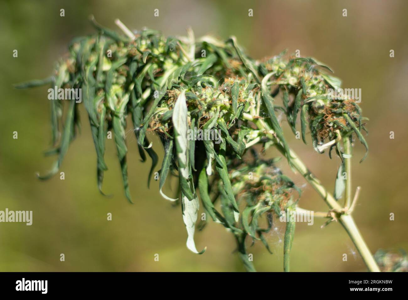 Marijuana grows in field. Cannabis plant. Drugs are harmful to health ...