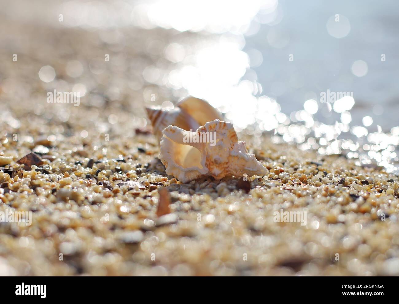 Seashell on the beach Stock Photo - Alamy
