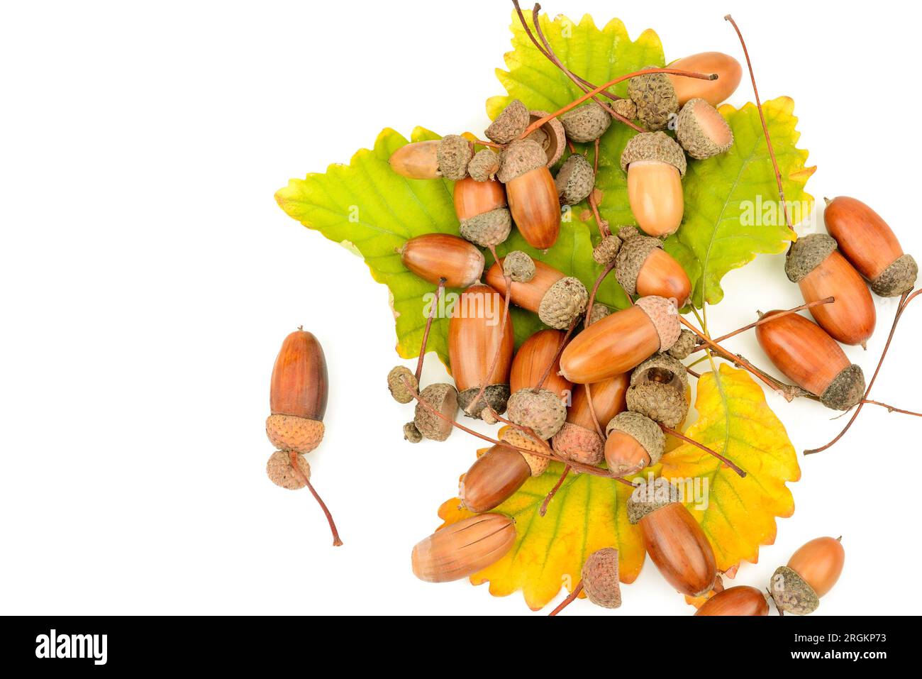 Acorns and oak leaves isolated on white background. Flat lay, top view. Free space for text ...