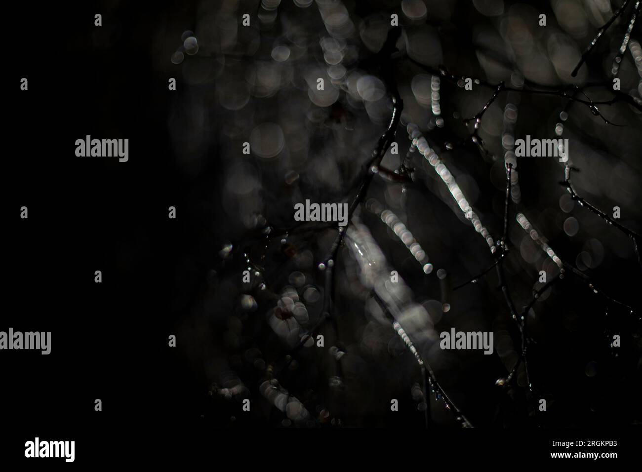 Branches in ice in dark. Freezing rain on black background. Natural ...