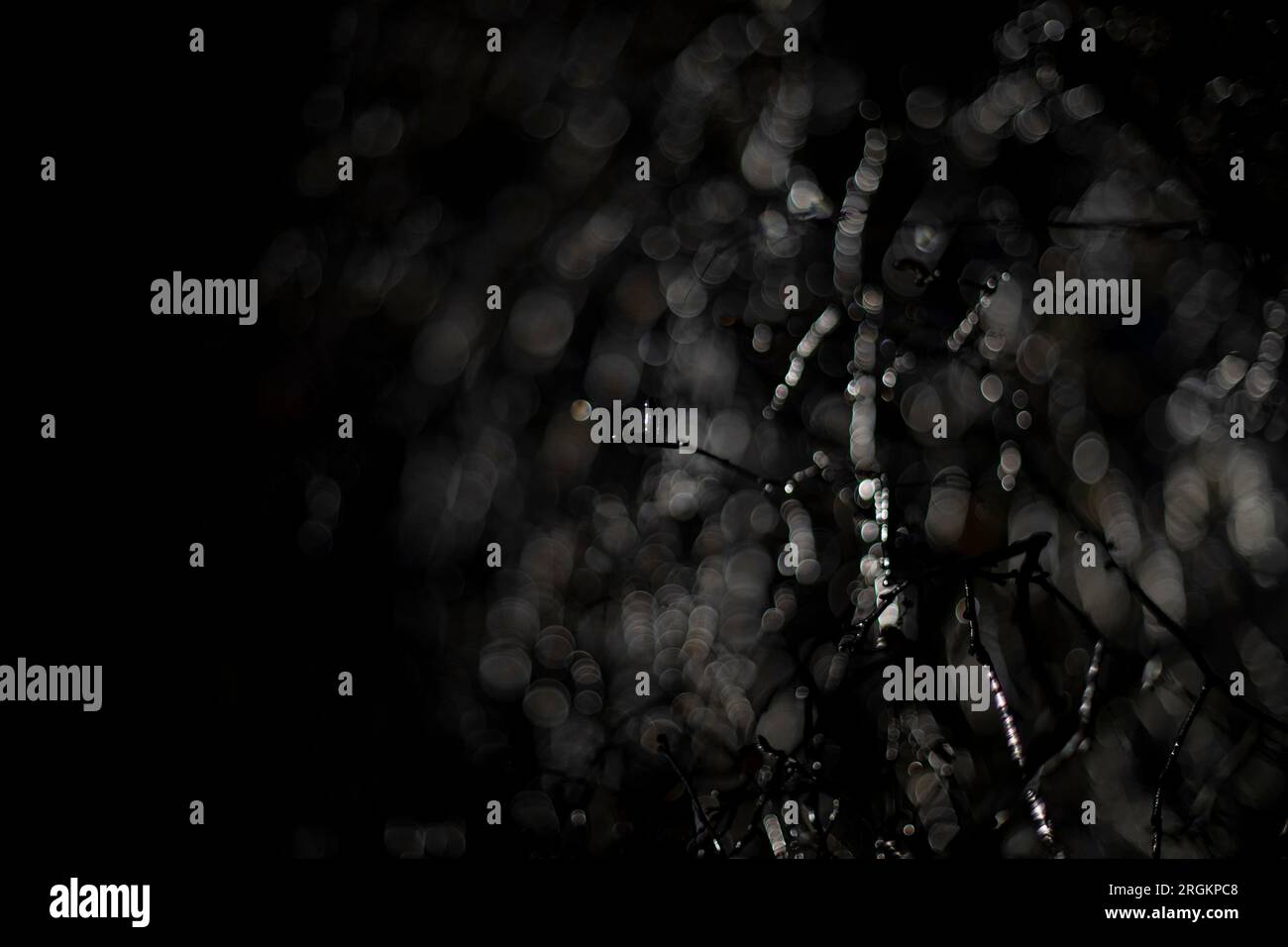 Branches in ice in dark. Freezing rain on black background. Natural ...