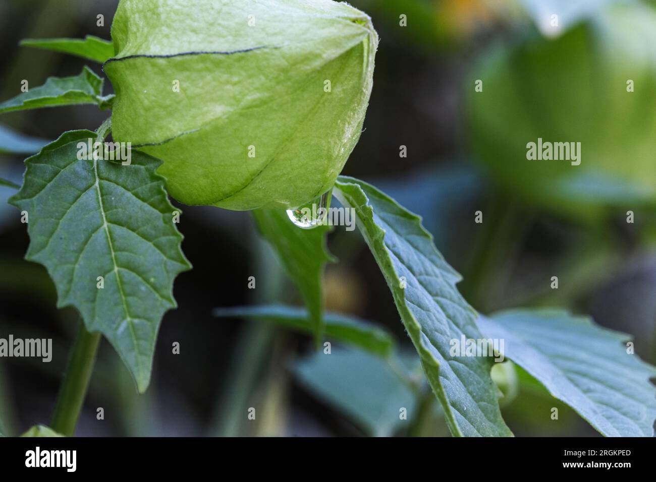 Tomatillo plant growingin a garden in the UK Stock Photo - Alamy