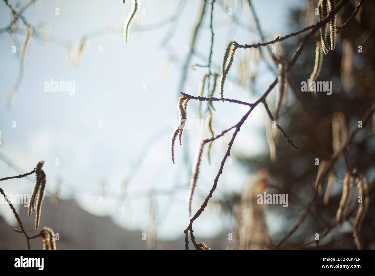 Tree branches in spring. First buds on branches. Details of nature ...