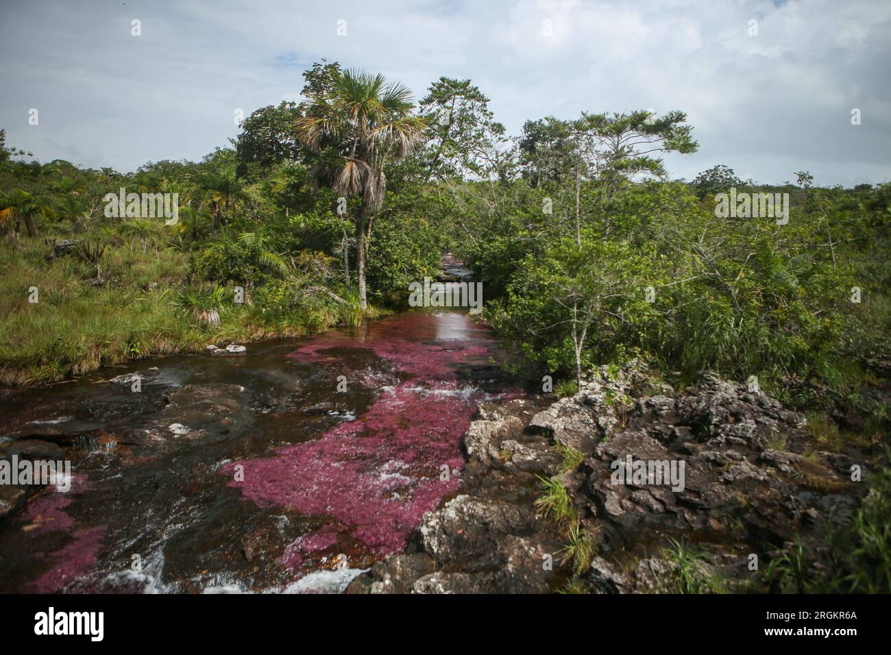Caño Cristales, also known as the River of Five Colors, is a Colombian ...