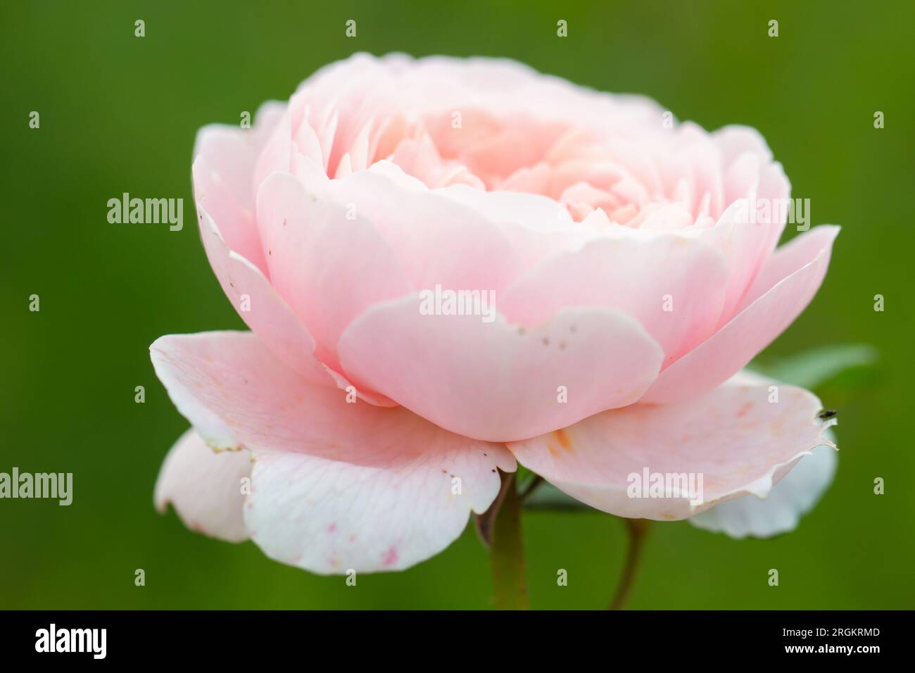 Rosa Gentle Hermione Stock Photo - Alamy