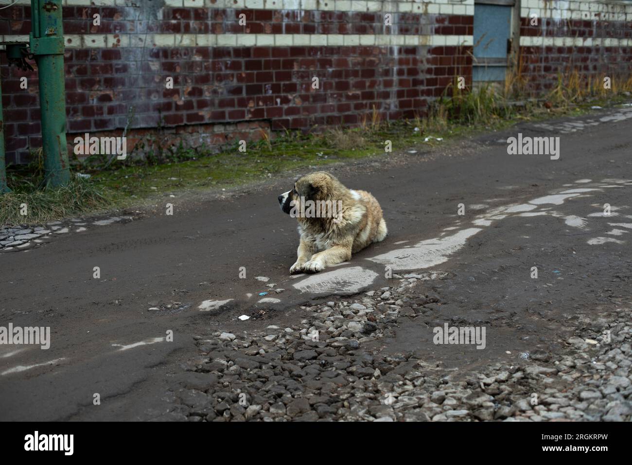 Homeless disabled street dog hi-res stock photography and images - Alamy