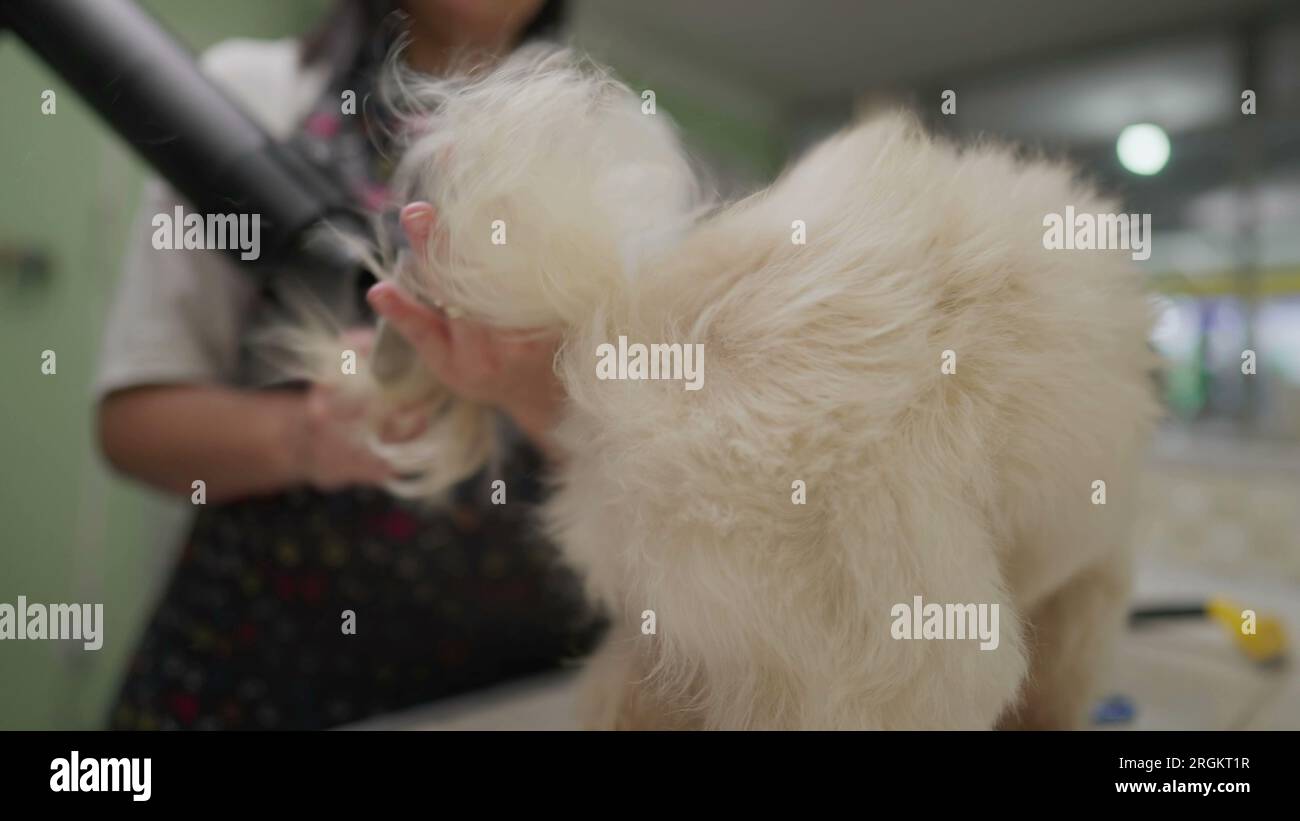Person combing and drying Dog Fur after bath. Job Occupation Service at ...