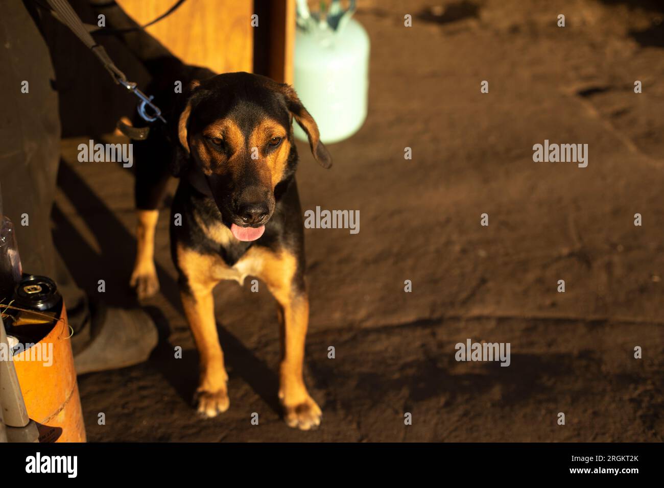 Dog is tied up on street. Pet is waiting for owner. Puppy on leash ...