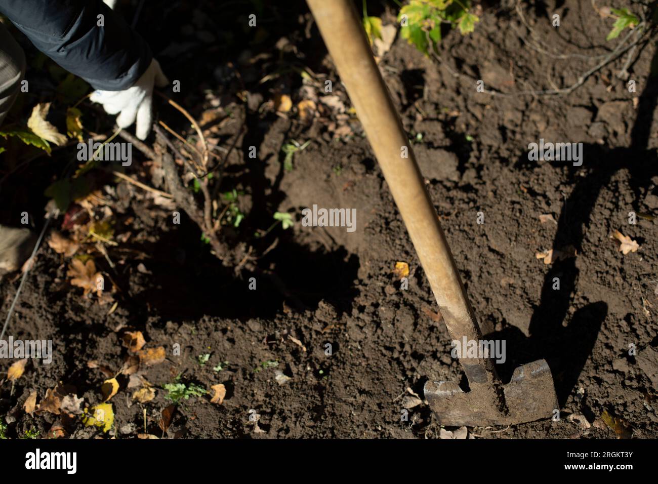 Planting. Man digging ground. Work in garden. Gardener with shovel ...