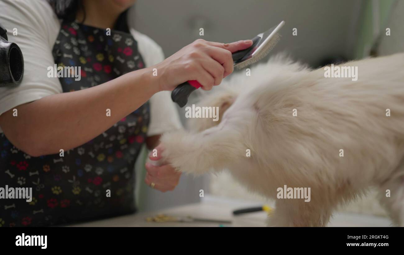 Pet Grooming and Brushing Dog Fur after bath. Washing and bath process ...