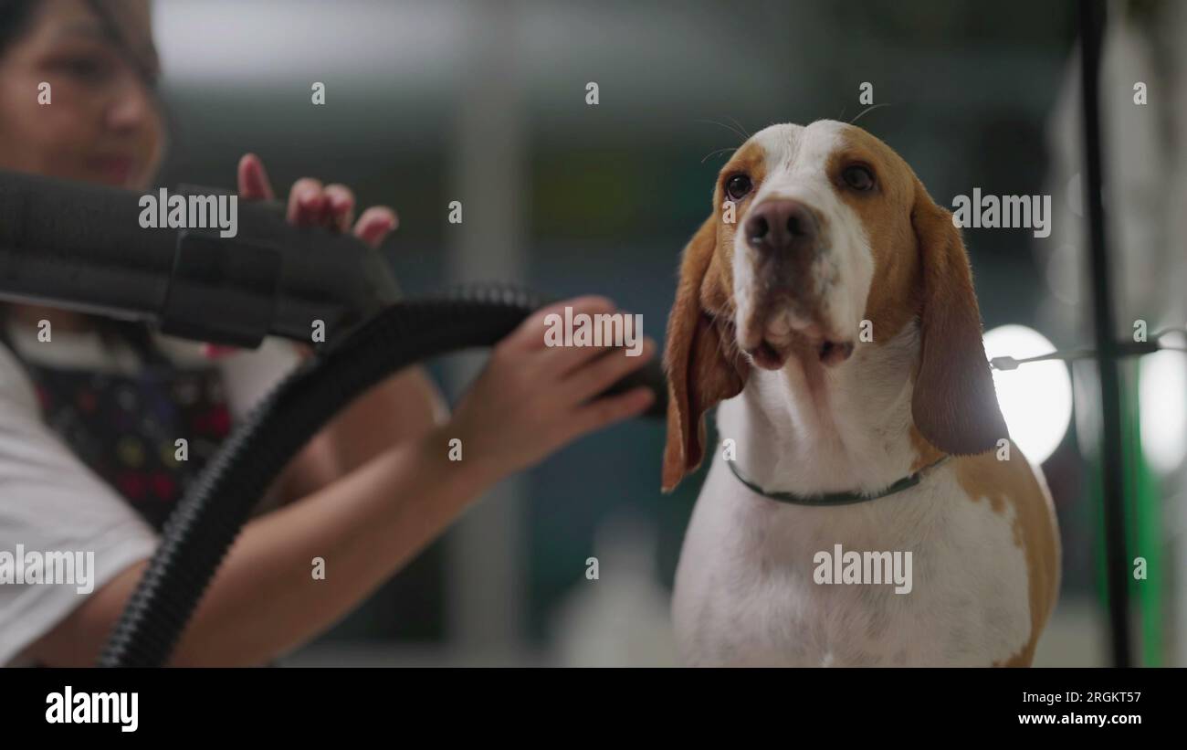 Female employee drying dog hi-res stock photography and images - Alamy