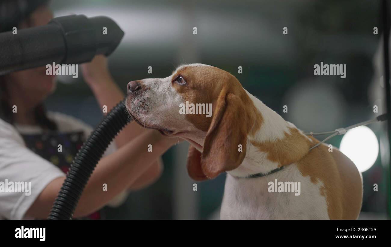 Female employee drying dog hi-res stock photography and images - Alamy