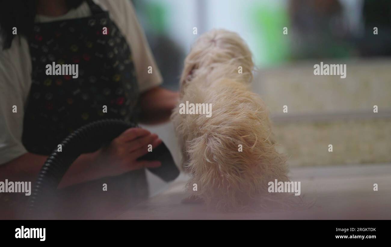 Pet shop employee hi-res stock photography and images - Alamy