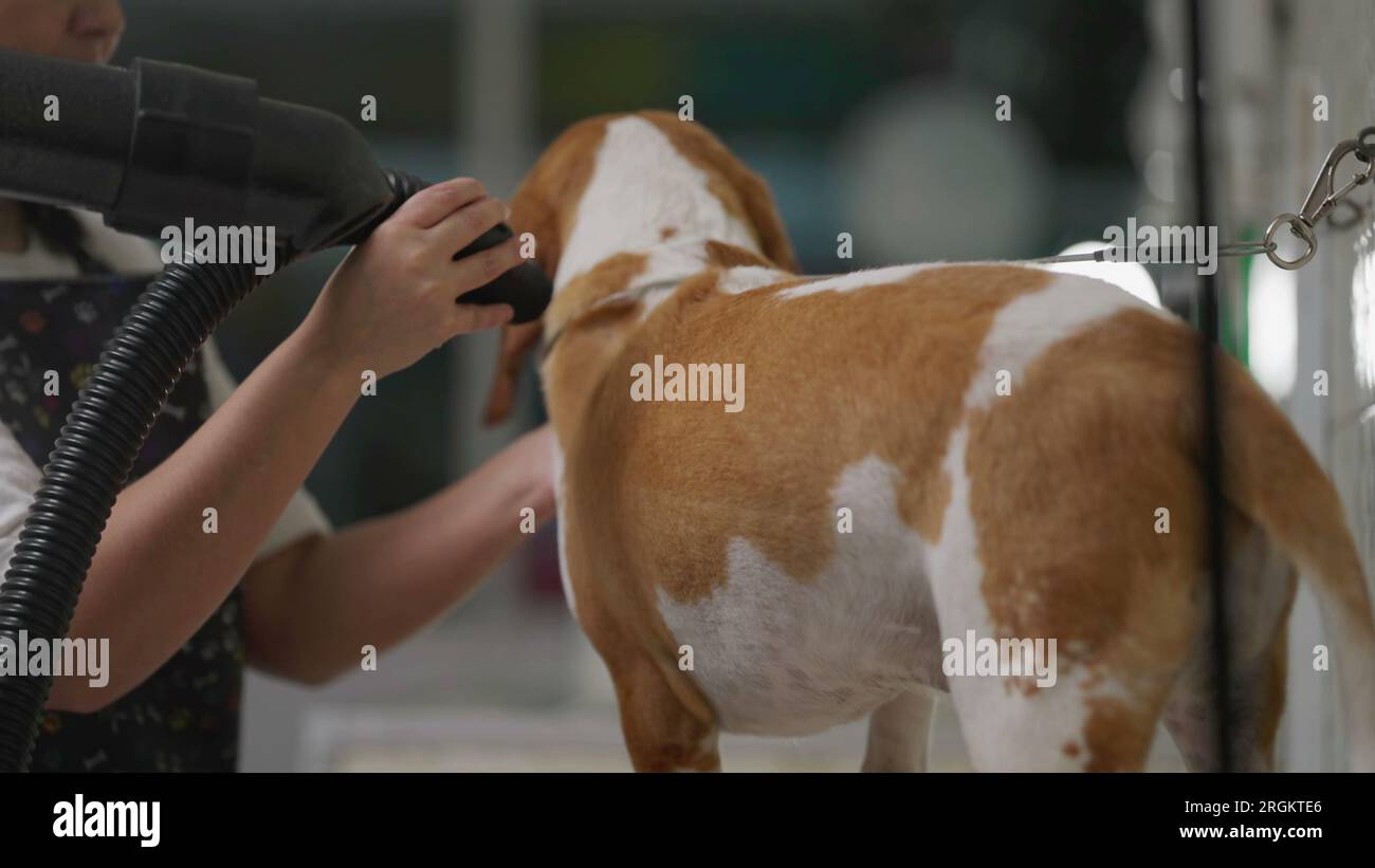 Pet Grooming/ Female Employee at local Pet Shop drying Dog Beagle with ...
