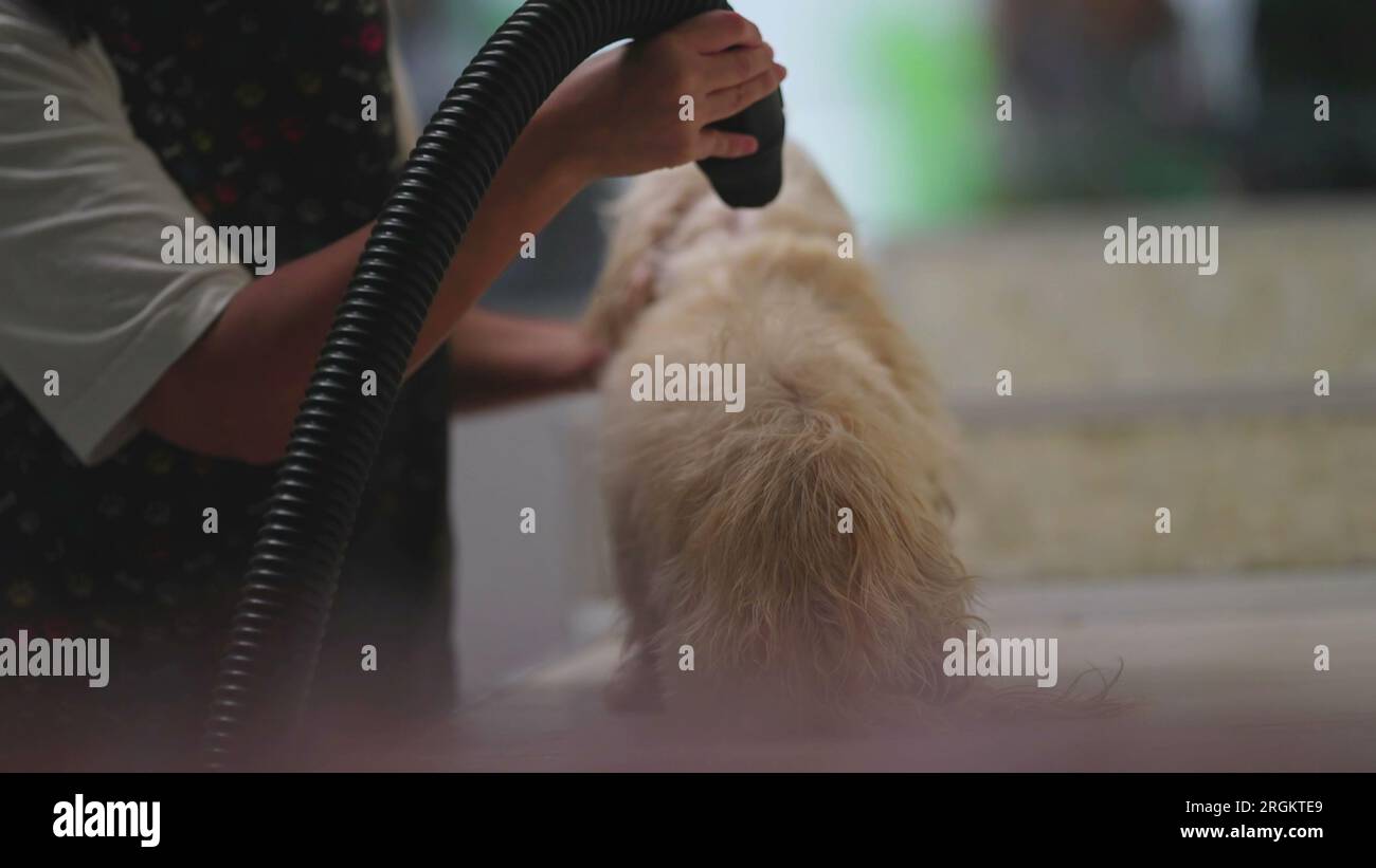 Pet Shop Employee Drying Dog Fur after bath. Candid Local Business Job ...