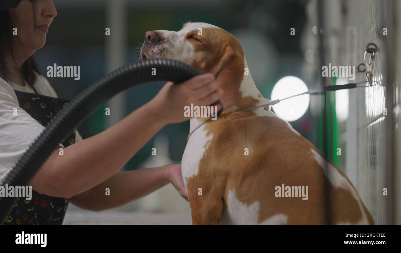 Female employee drying dog hi-res stock photography and images - Alamy