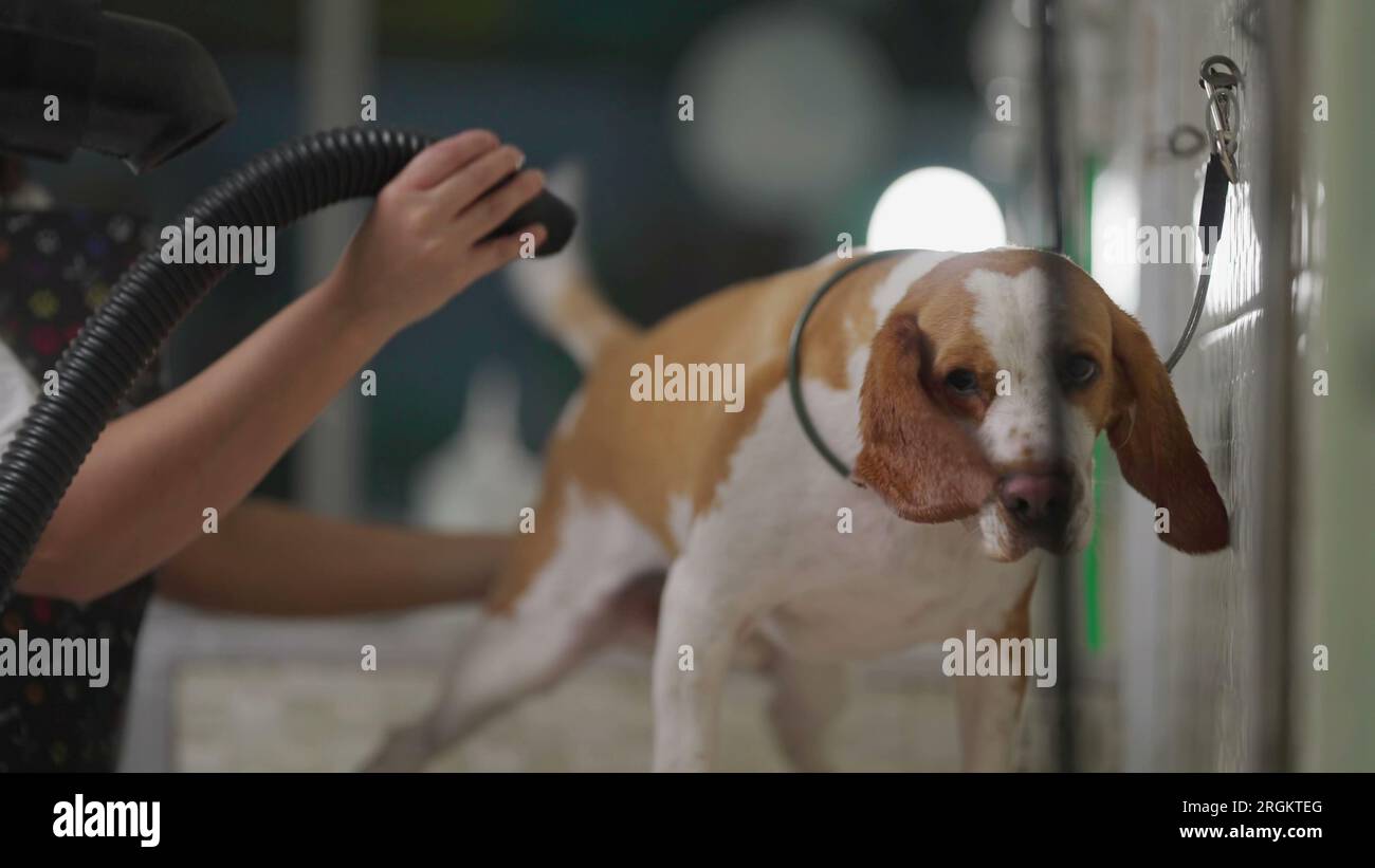 Pet Grooming/ Female Employee at local Pet Shop drying Dog Beagle with ...