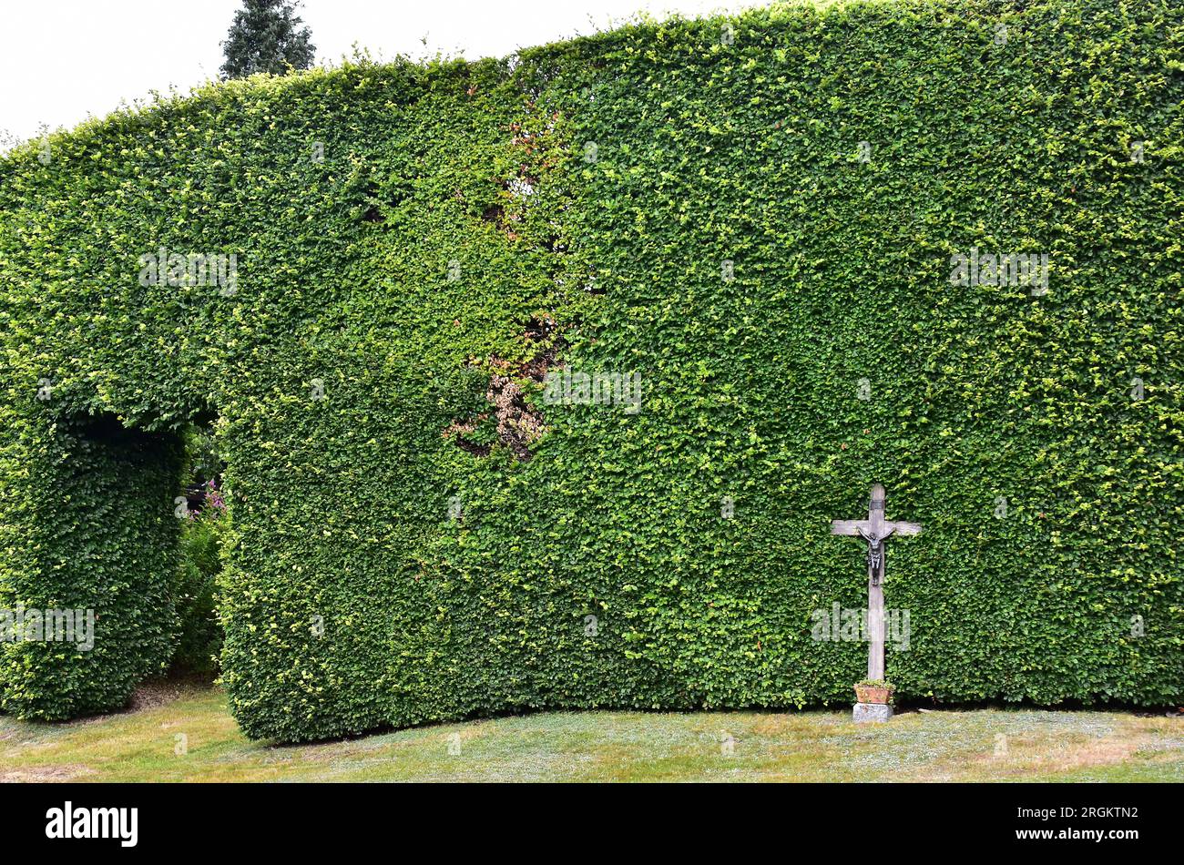 Very high hedges as protection against wind and storm are typical in ...