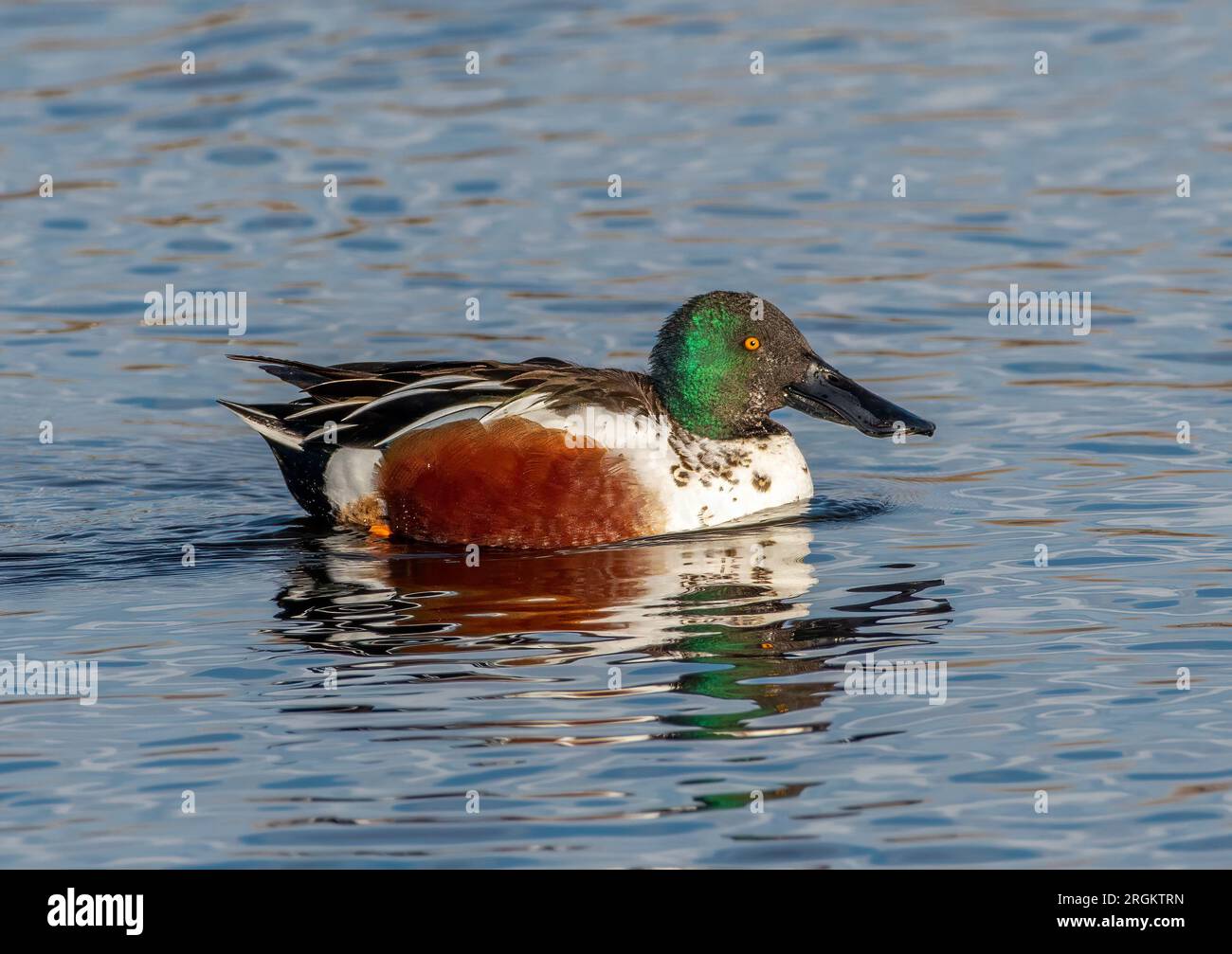 A beautiful drake Northern Shoveler photographed swimming in a pond at ...