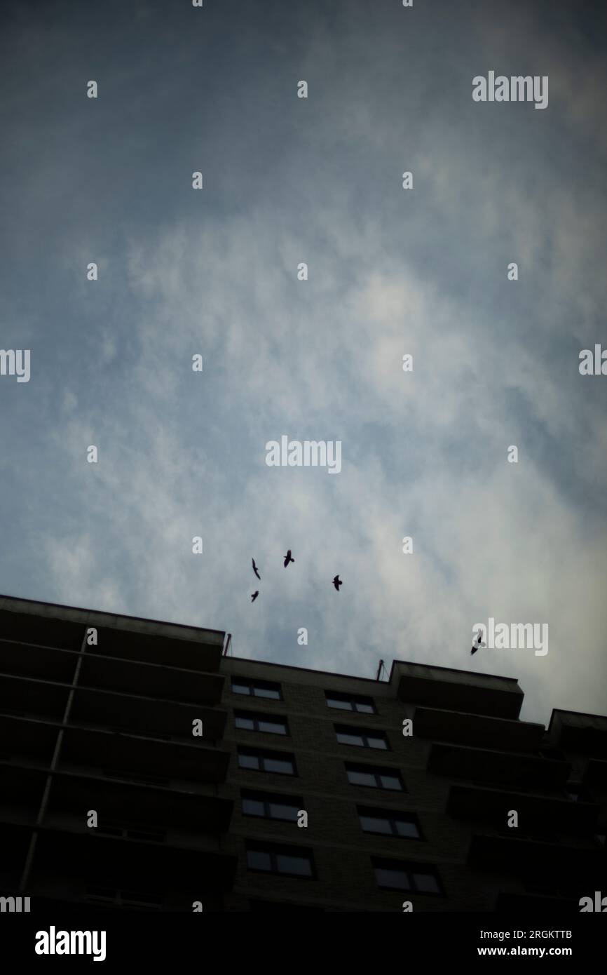 Circling crows hi-res stock photography and images - Alamy