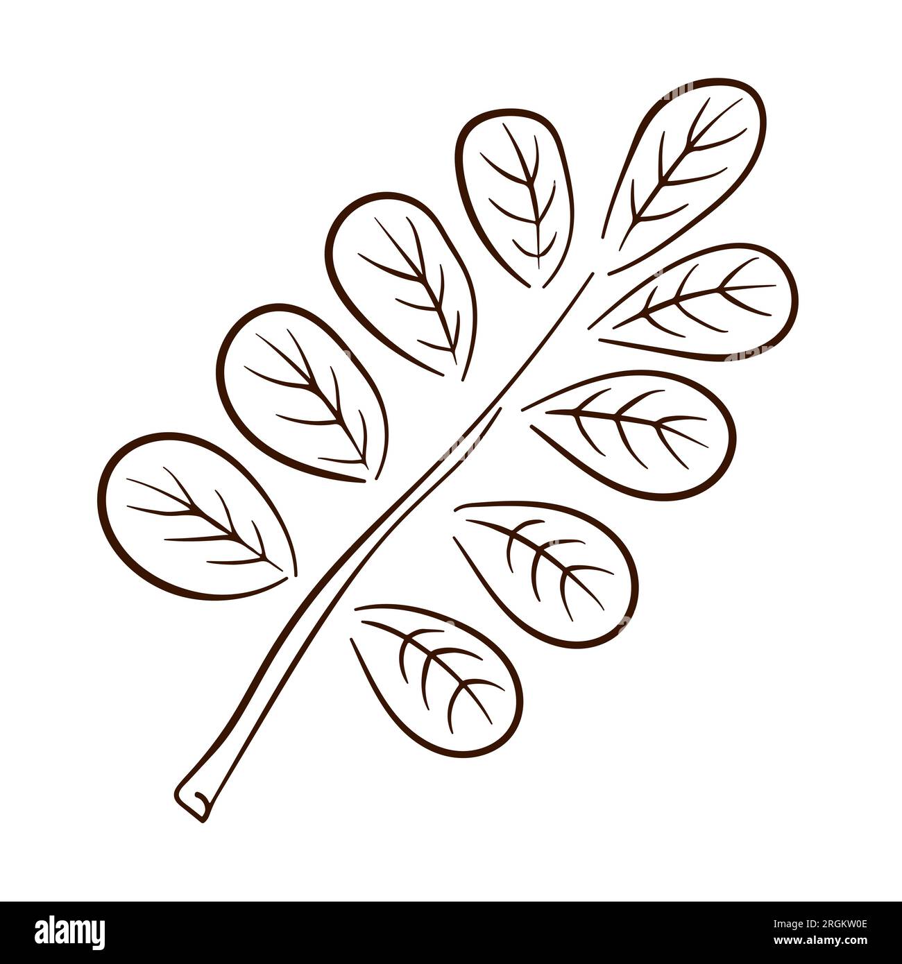 Tropical acacia leaf in line art style. Perfect for design, textile ...