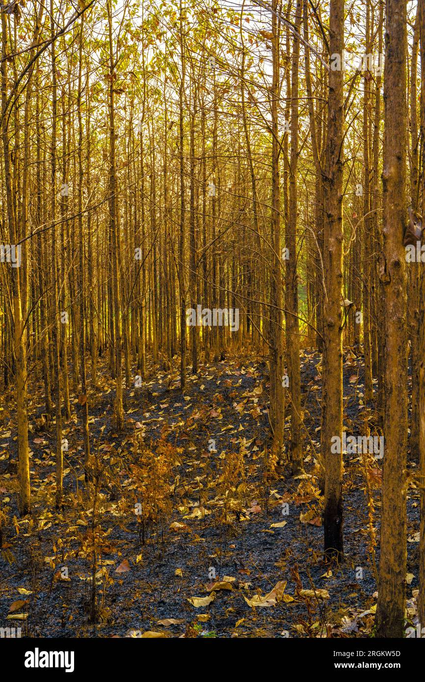 Experience the mesmerizing beauty of a sunset casting its golden glow ...